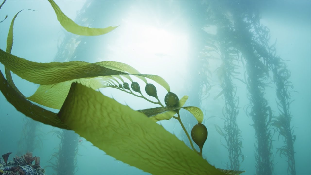Forests Above and Forests Below