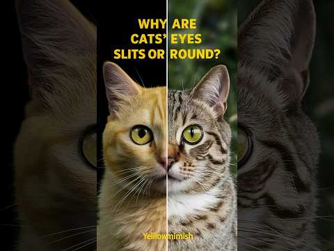 Why do cats eyes change from slits to round #catlover #pets #catlife @catbehavior228