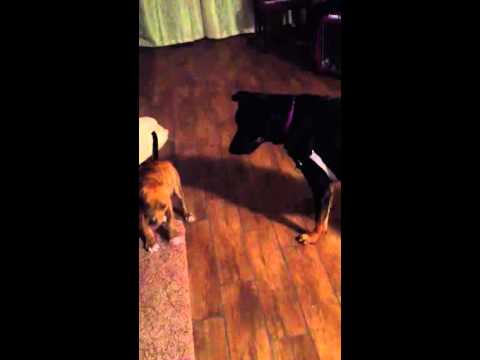 Plott Hound Puppy and Rottie Mix playing