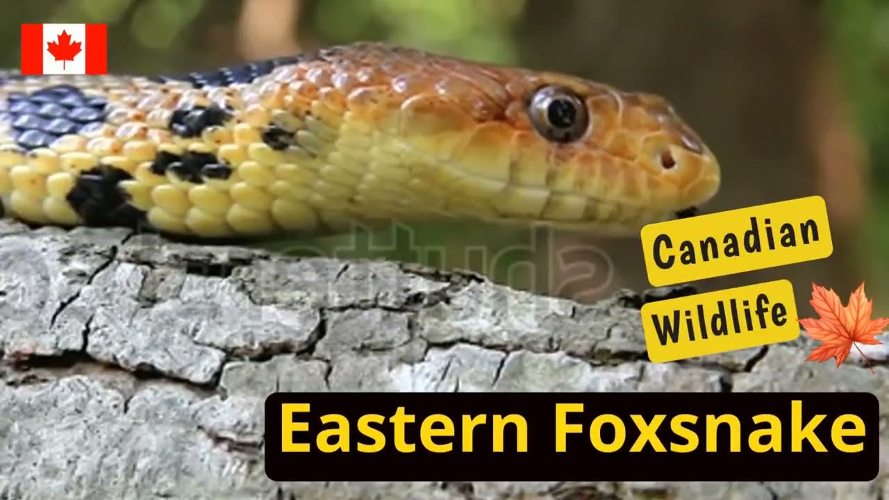 The Eastern Foxsnake: The Great Serpent of Ontario