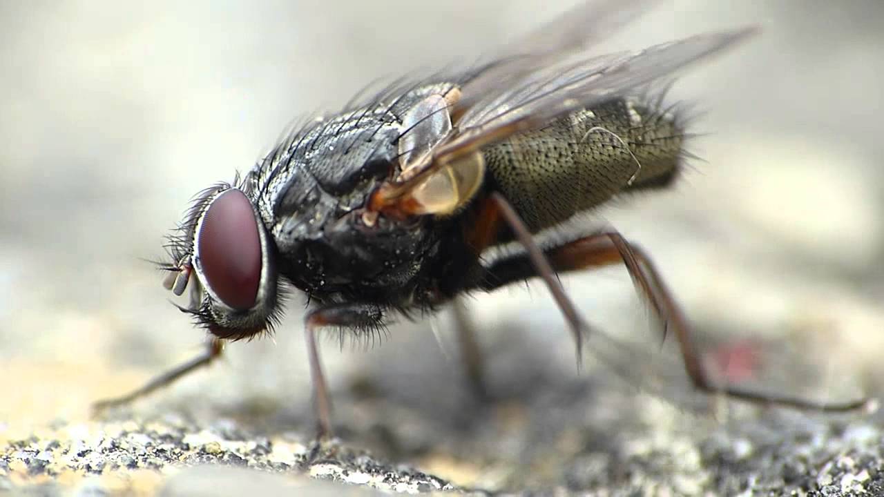 Hur rengör sig insekter? – Fråga en Biolog