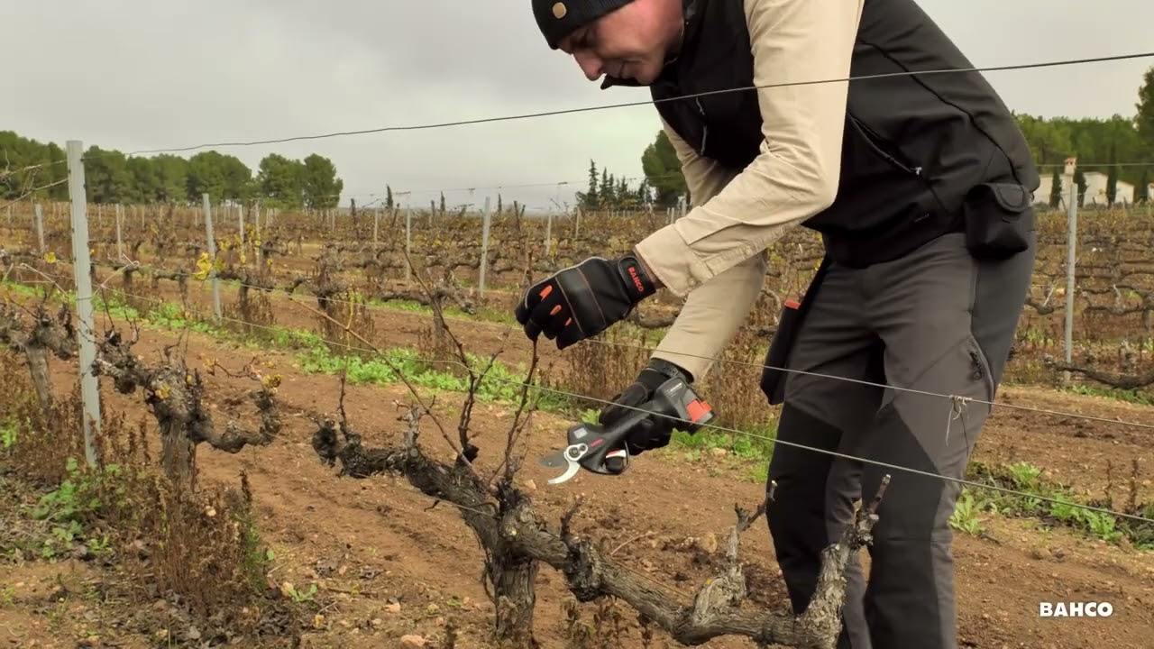 Taille des vignes avec le BCL235 BAHCO