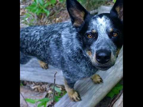 A brief history of the Australian Cattle dog #history #dog #australia #worldhistory #historyshorts