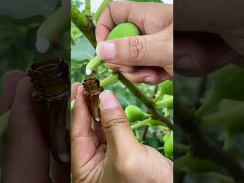 Collecting Fig Liquids For Medical Use #satisfying #shot