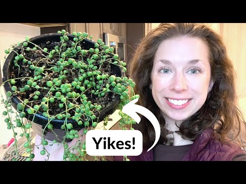 🟢 Propagating my sad string of pearls (Making it more full! 😃)