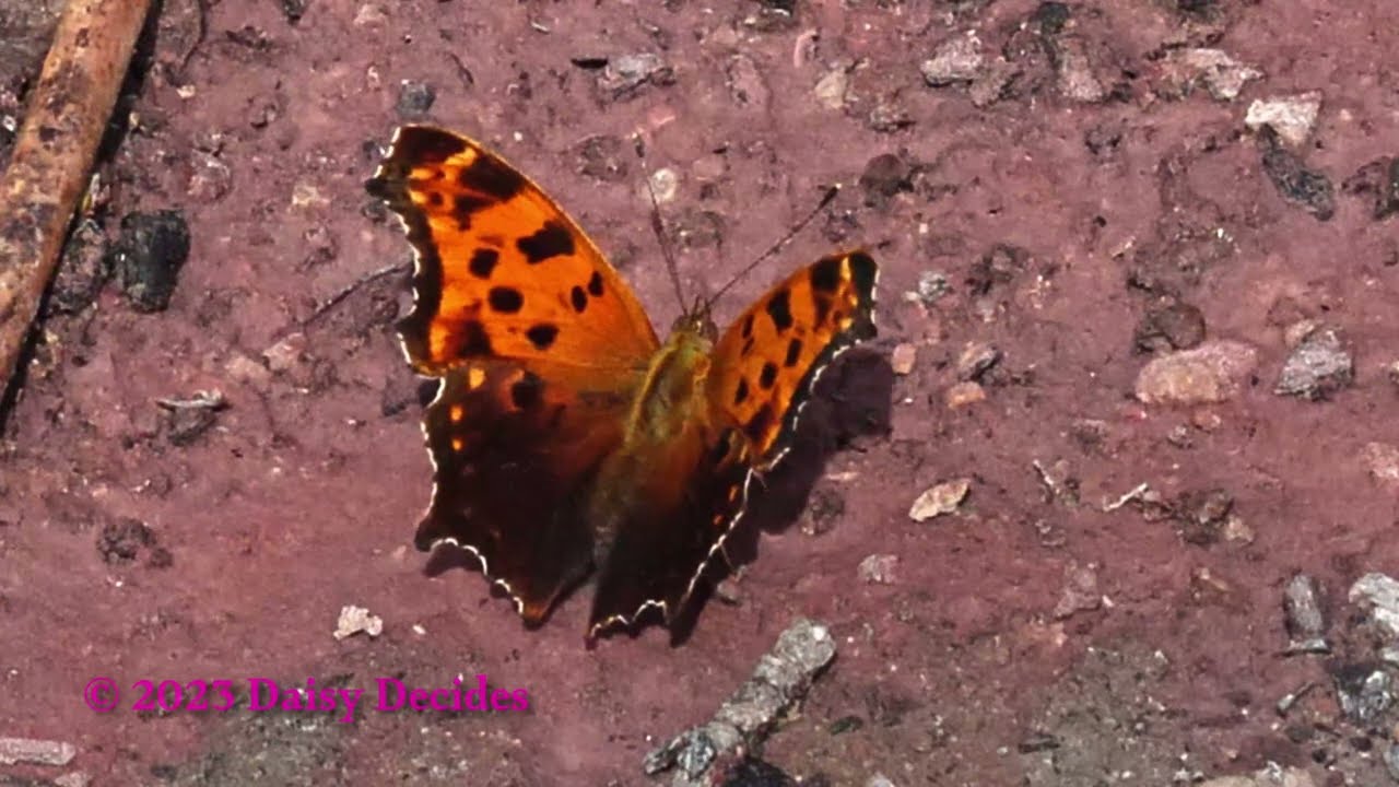 ASMR #21 Eastern Comma (Polygonia comma) 4k