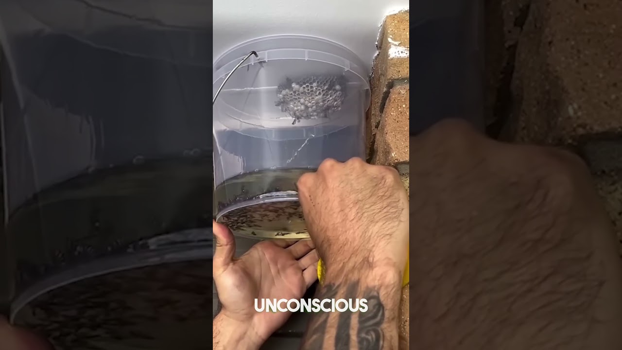 What Did This Guy Do To The Bees?