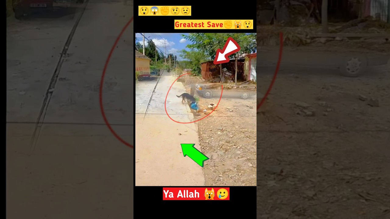 How the ferocious dog attacked the child 😱 #shorts #shortsfeed #trending #greatestsave