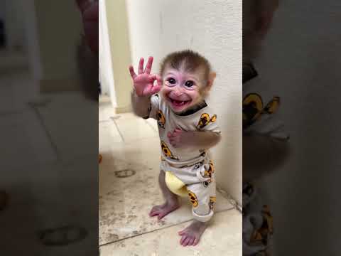 Baby monkey so cute cute cute ❤️❤️❤️