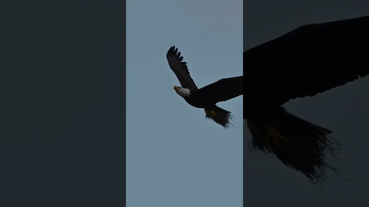 Coming Soon To a Nest Near You 😍😃🦅!  #eagle #baldeagle #trsp