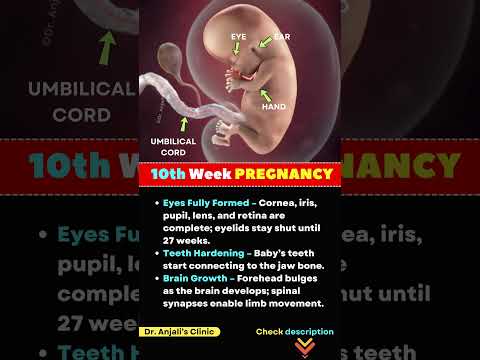 10 Week Pregnancy Baby Development | Major Changes in Your Growing Fetus This Week