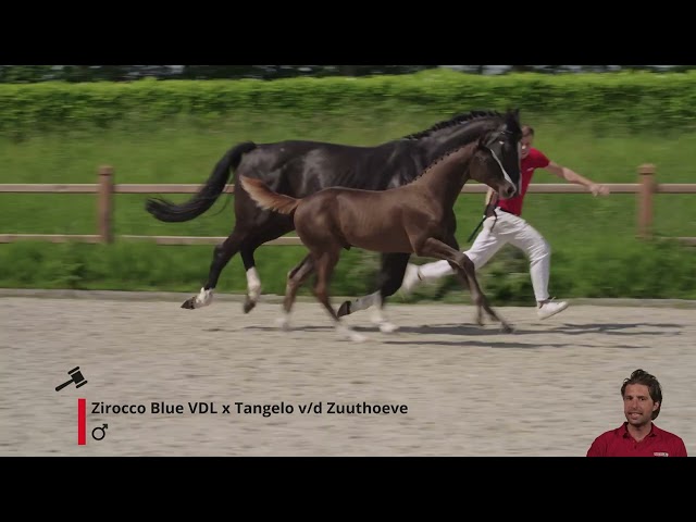 Horse Sales. Auction | Zidane Z