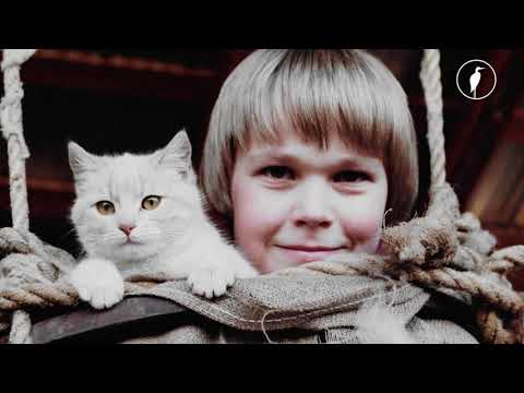 Meet Dr. Geoffrey Hutchinson | veterinary surgeon & founder