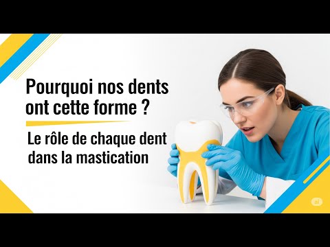 Cours n°9 - Partie 1| Pourquoi nos dents ont cette forme? Le rôle de chaque dent dans la mastication