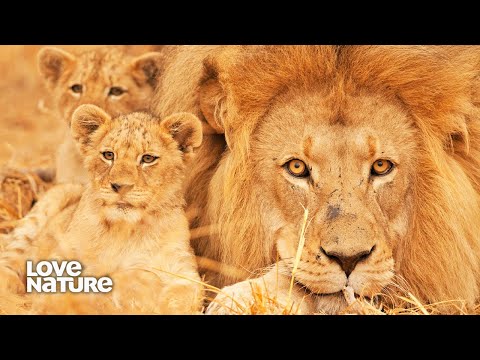 Cubs Meet Their Lion King Father For The First Time | Wildlife Icons Ep101