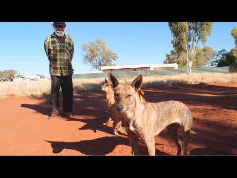 RSPCA Short Tails: AMRRIC