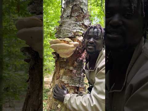 Ken Fungi aka Ken Mushroom exploring Pittsfield State forest where he witnesses lots of mushrooms !