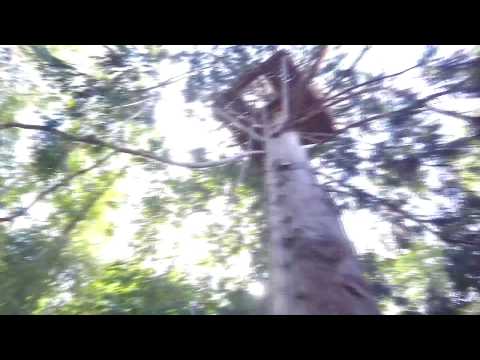 Canopy Tour Zip Line | Camano Island