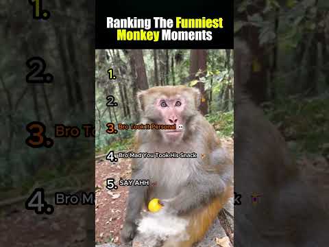 Ranking The Funniest Monkey Ever