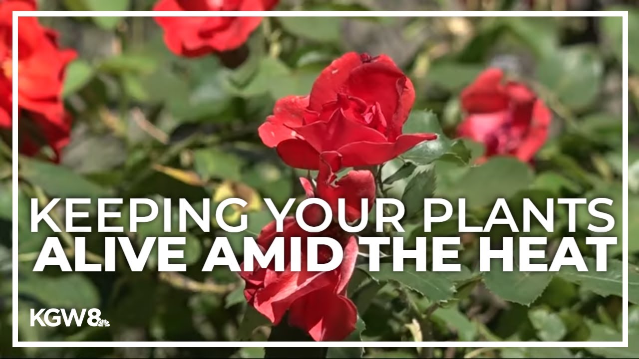 Here’s how to keep your plants alive during a heat wave