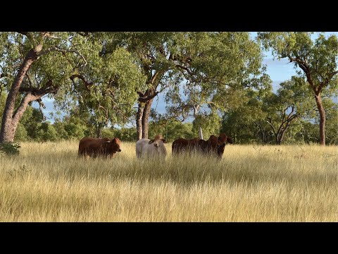 Elders | Ray Scott Pastoral Company Portfolio, QLD