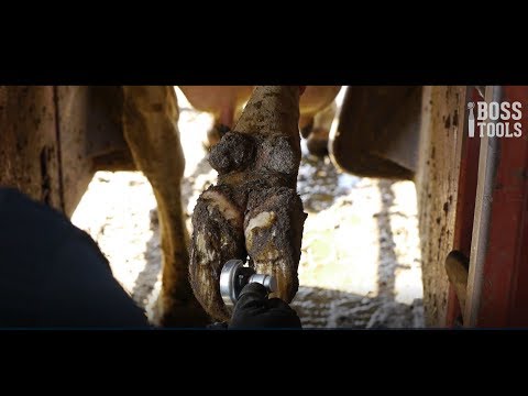 Everything You Need to Know About the Hoof Boss- COW