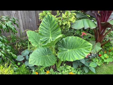 The differences between Alocasia and Colocasia - Elephant Ears