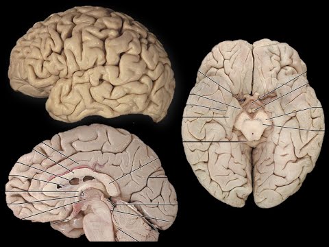 Sulci & Gyri of Cerebrum