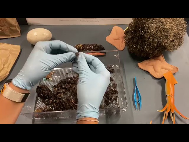 Exploring Albatross Vomit: A Deep Dive into Bolus Dissection | Galaxy ...