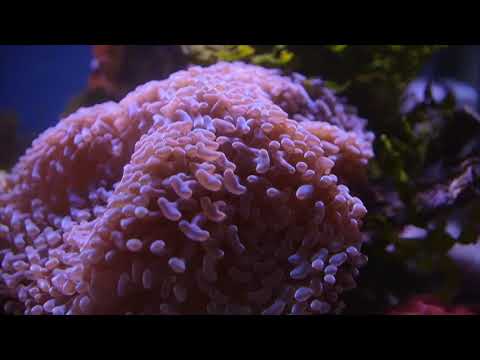 Year 9 Biodiversity Video Examples 2018