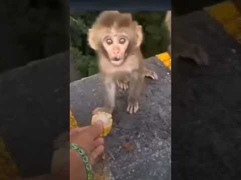 No, I don't want corn! 🌽 #short #monkey