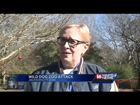 Feral dogs kill 6 animals in Jackson Zoo
