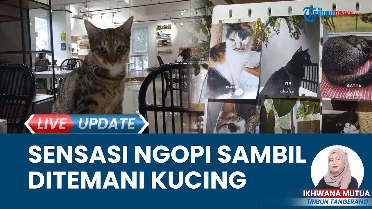 Tempat Ngafe Favorit Cat Lovers, Ngopi Sambil Berinteraksi dengan ...