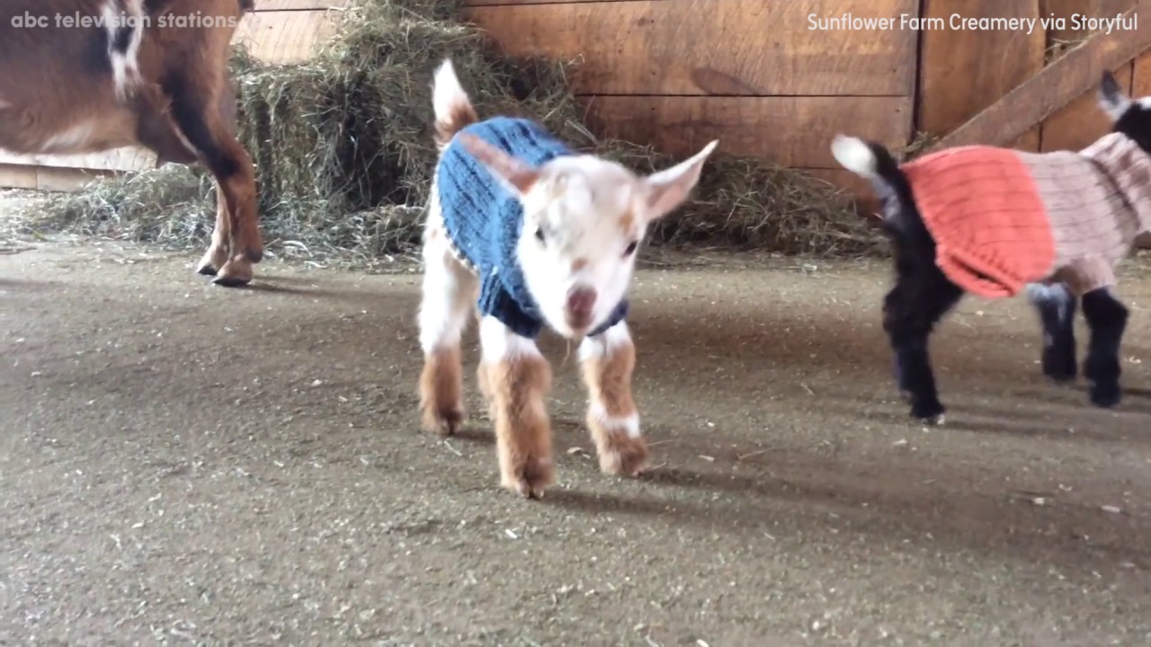 One-day-old goats in sweaters
