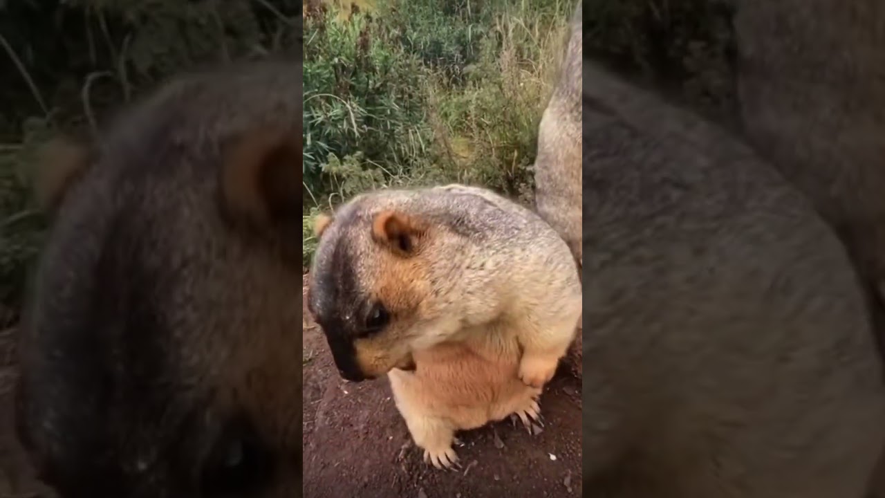 Fat #beaver lets himself be touched 🦫
