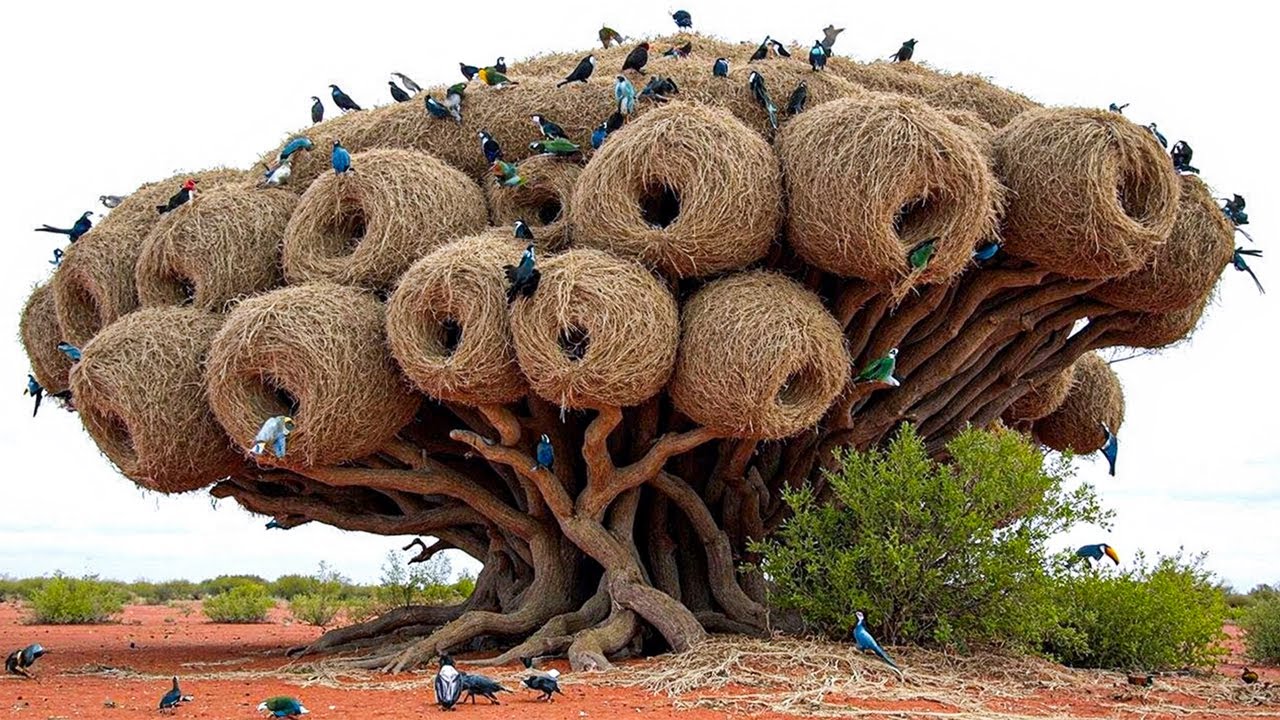 Most Incredible Bird Nests That Redefine Natural Architecture!