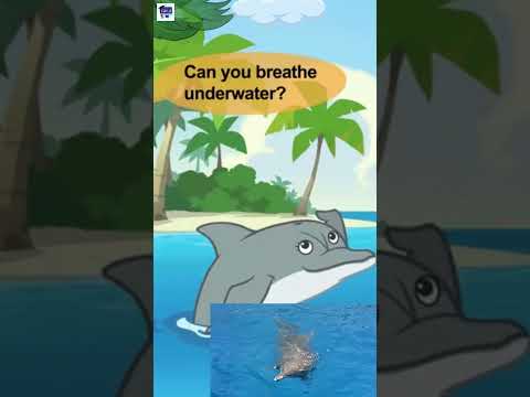 🧠🐬 Smart and Splashy! Discover Bottlenose Dolphins!#dolphin #viralvideo #trending #shorts #animation