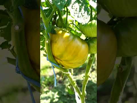 FANTASTIC TOMATO! YOU MUST GROW THIS ONE!