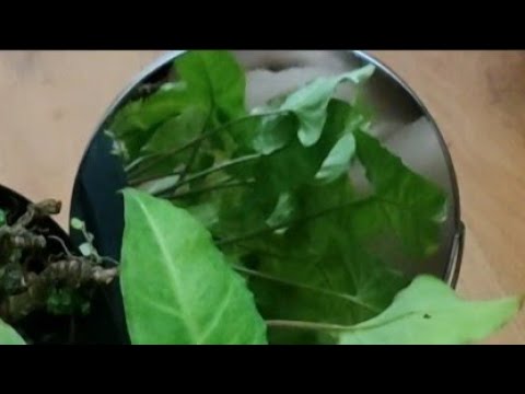 I cleaned the plant, showed details