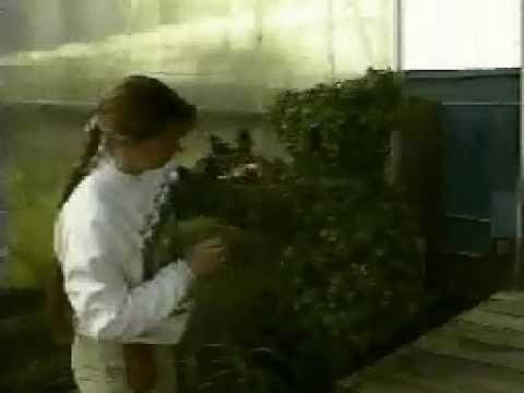 Animal Topiaries