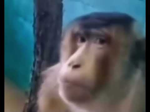 Side Eye Monkey Meme ππ