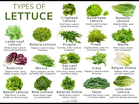 Types of Lettuce