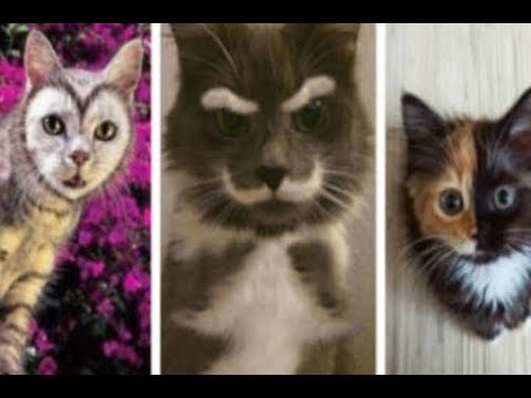15 cats that have the most unique fur patterns in the world