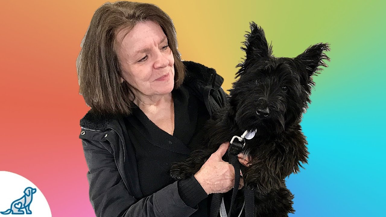 The Obedience Skill That Saved This Scottish Terrier - Professional Dog Training Tips