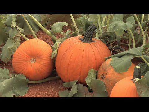 Fall Means Pumpkin Time Across Georgia