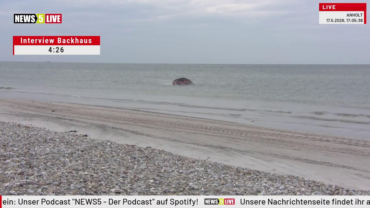LIVE: Sonder-Livestream Was passiert jetzt mit Wal 