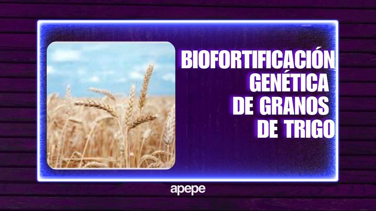 BIOFORTIFICACIÓN GENÉTICA DE GRANOS DE TRIGO