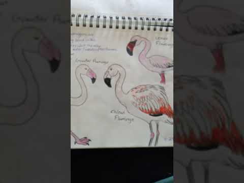 Artwork of Flamingos