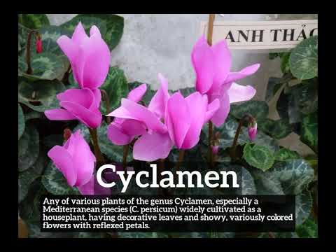 How Does Cyclamen Look? | What is Cyclamen? | How to Say Cyclamen in English?