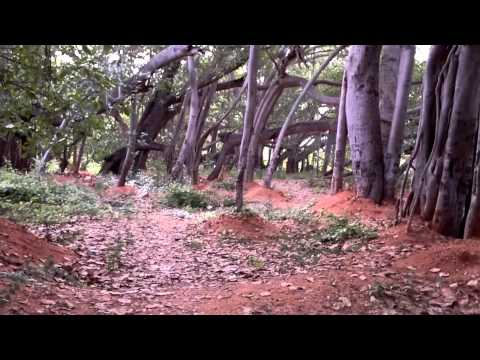 The discovery of a gigantic banyan - Documentary